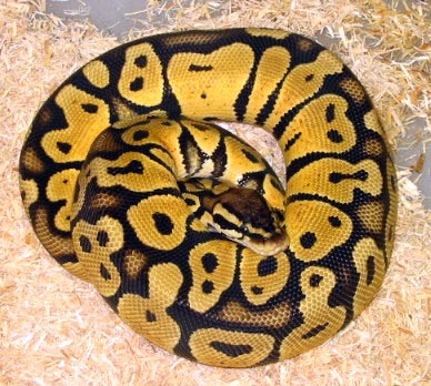 Reptile Lovers: Ball Phyton