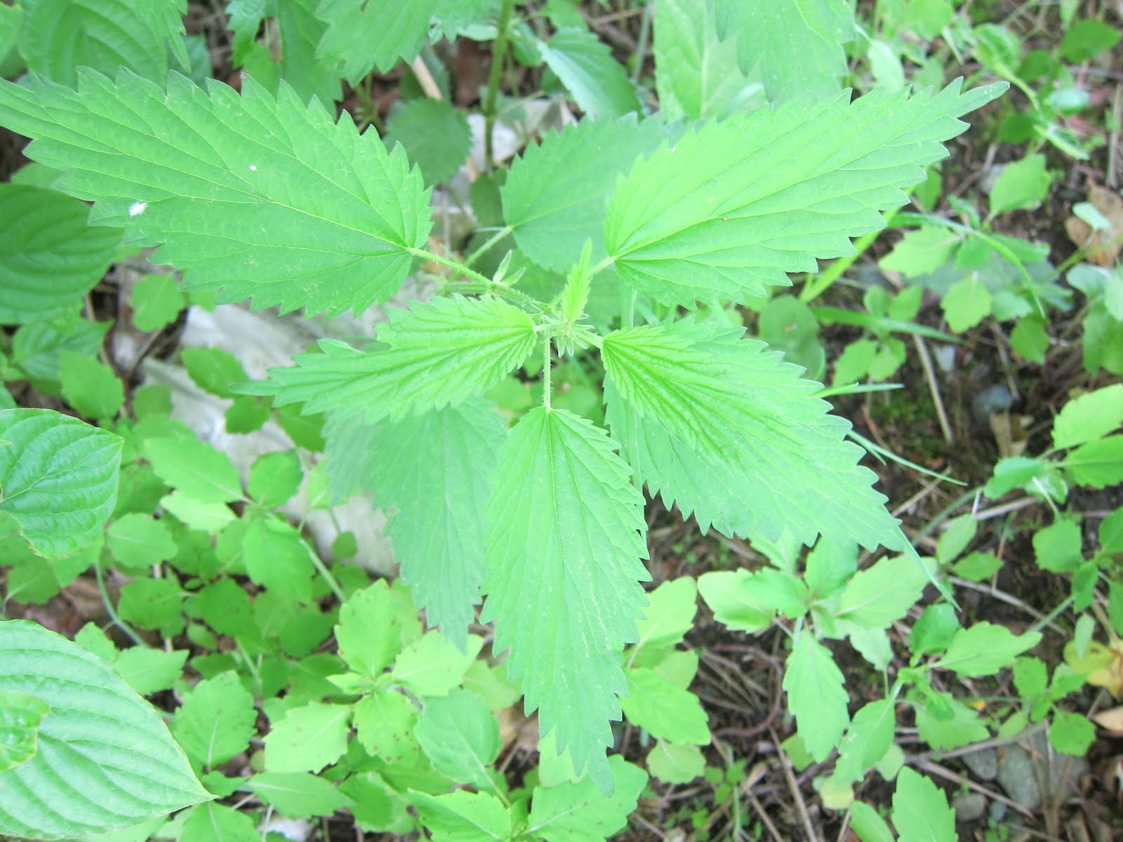 furthermore, flask: leaf morphology
