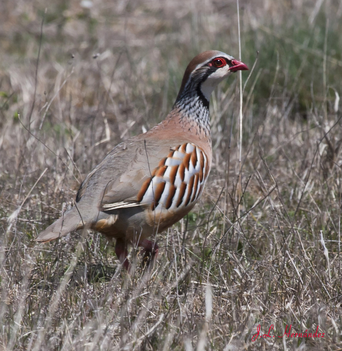 HEGAZTIKLIK: PERDIZ COMÚN o ROJA (Alectoris rufa)