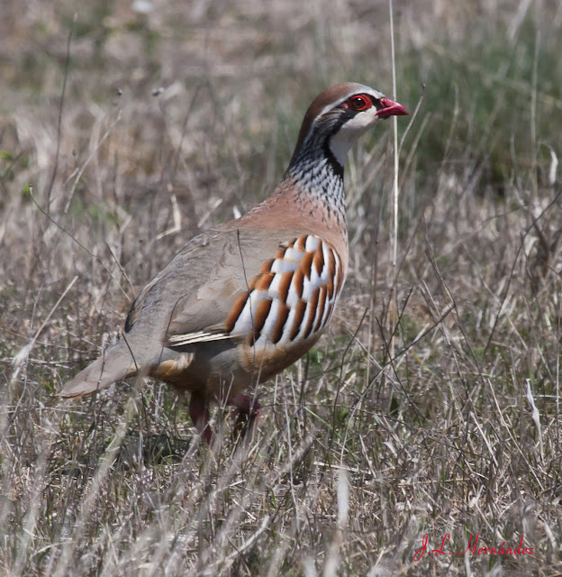 HEGAZTIKLIK: PERDIZ COMÚN o ROJA (Alectoris rufa)