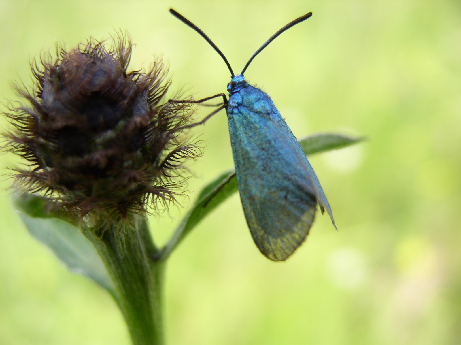 Hart Countryside Service: Forester moths out on Odiham Common