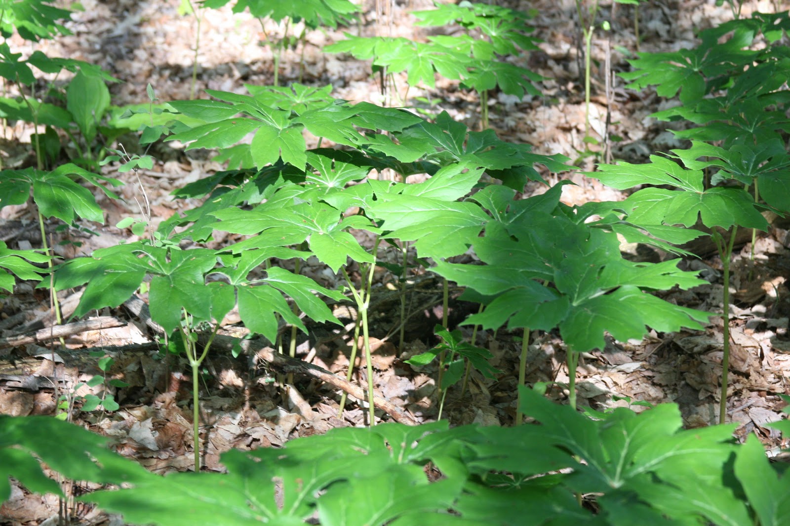 Isabella Conservation District Environmental Education Program: Native ...