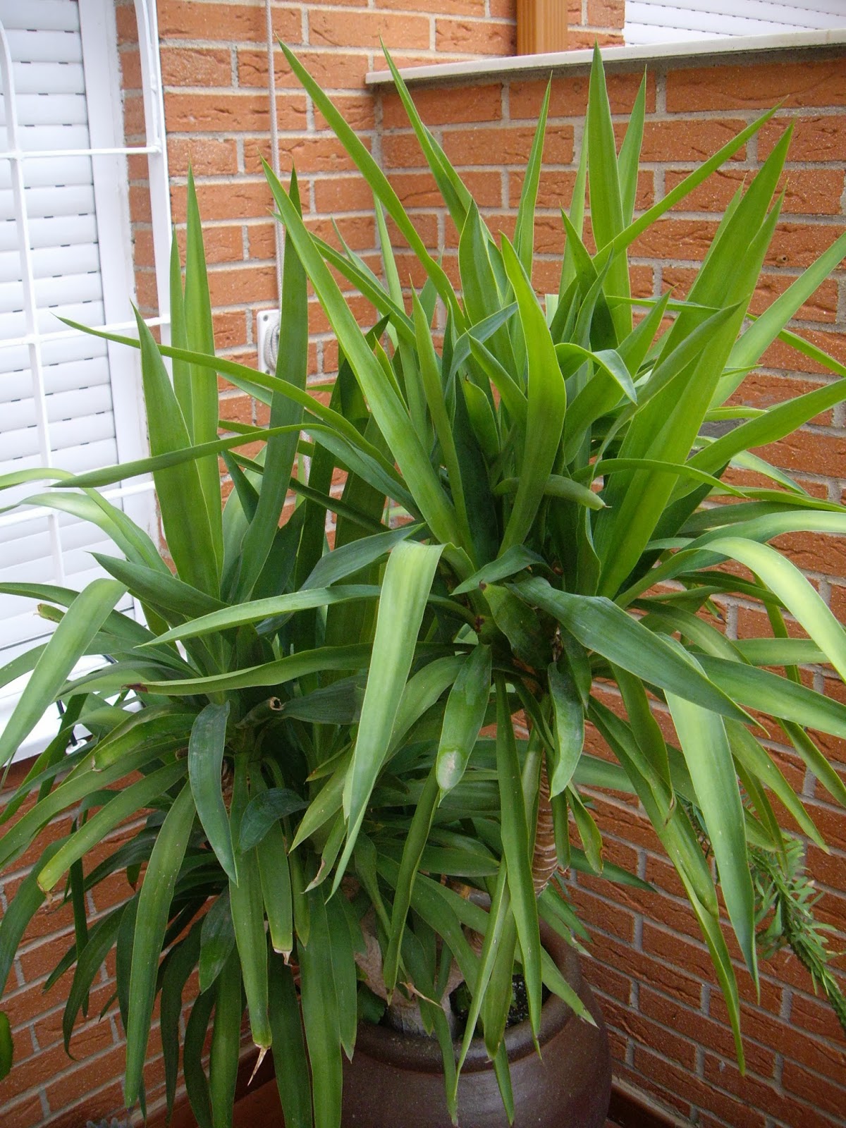 La Mar de VeRde: YUCCA ELEPHANTIPES O YUCA PIE DE ELEFANTE