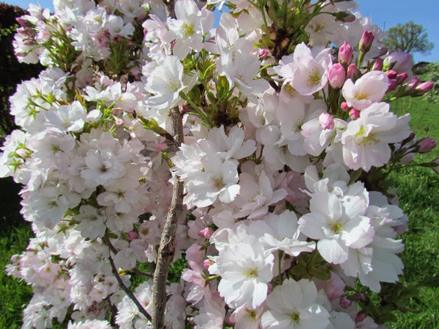 PRUNUS 'AMANOGAWA' |The Garden of Eaden