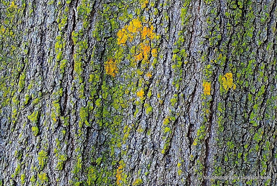 Tofu Photography: Tree trunks and tree barks