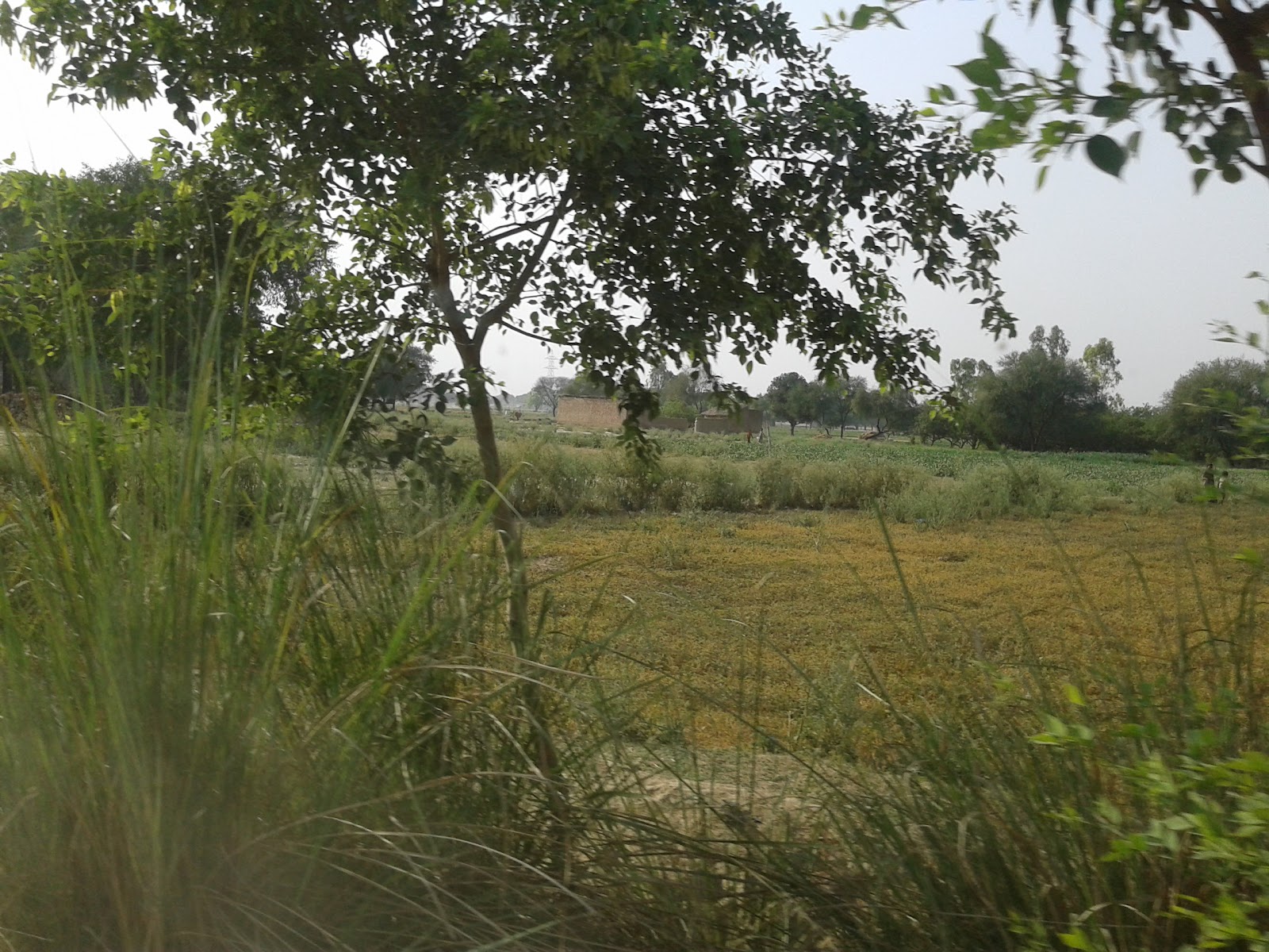 Wirasat - Pargana Chail- Allahabad: June 2012