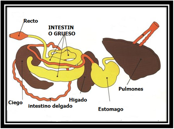Jinete y Caballo: Síndrome del abdomen agudo en el Caballo o yegua ...