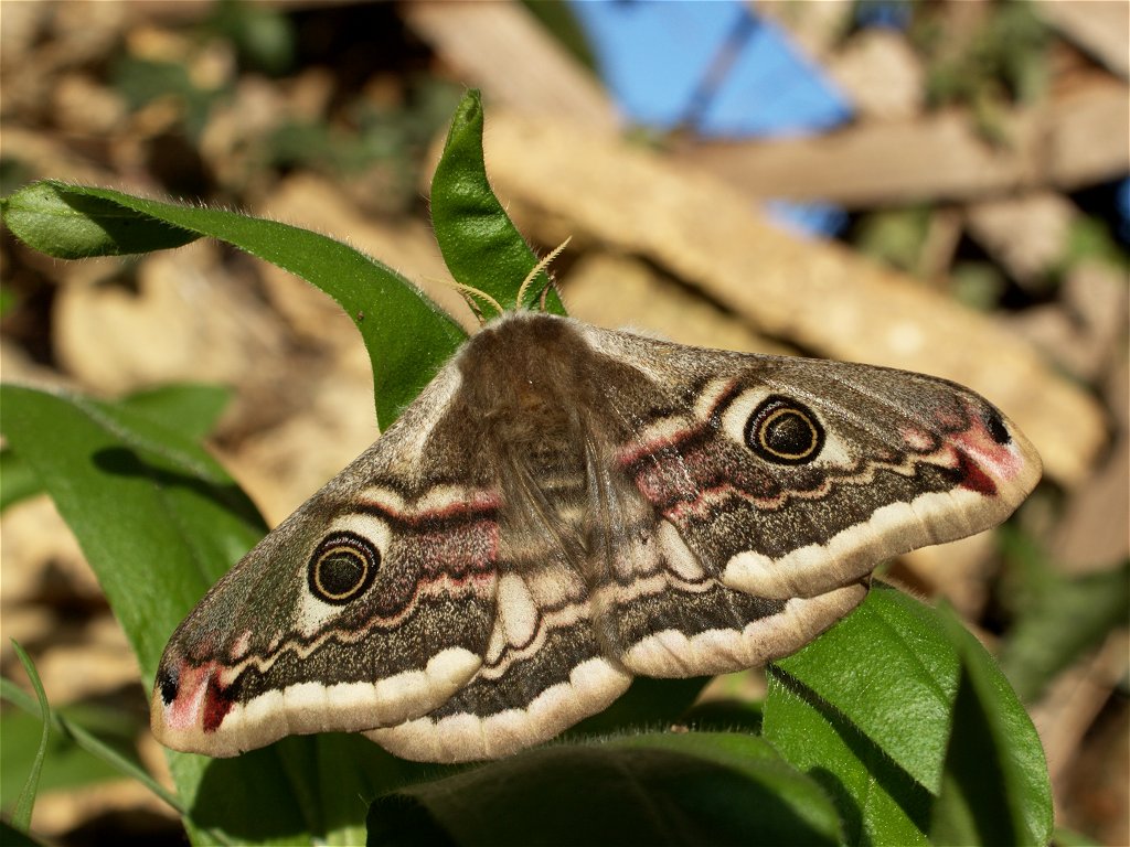 magslluqana: Emperor Moth, Elton
