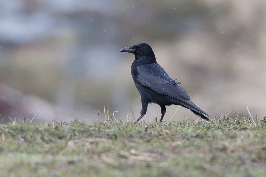 Sunnmorsbirder - Birding the northwest coast of Norway