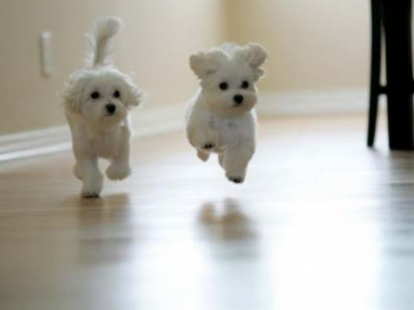 Perritos: Perritos adorables