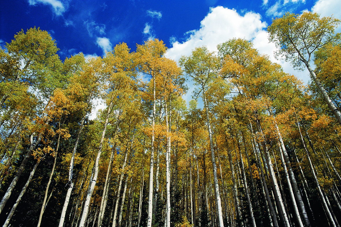 World Wallpaper: High Trees