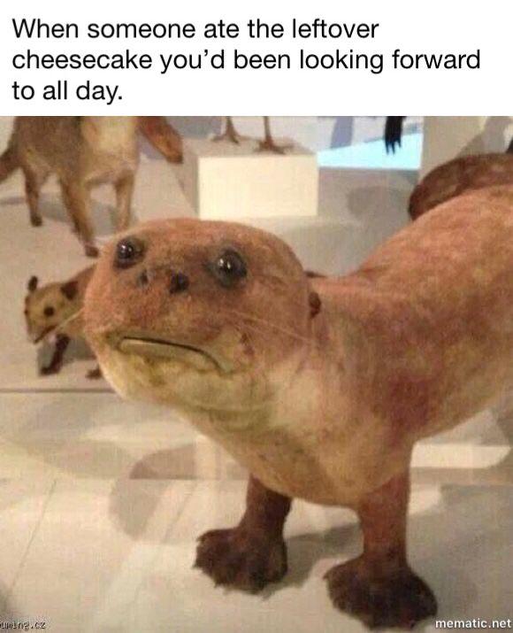 26 Meme That Will Change Your Mood For Better.