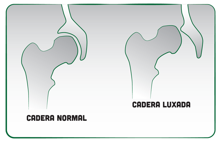Sistema Musculoesquelético
