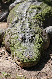 The Robertson Family: New Orleans Zoo