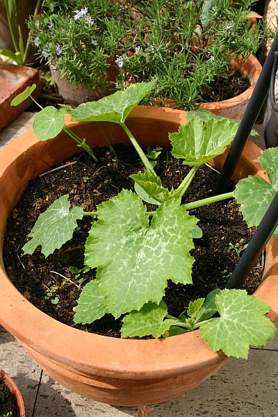 Gartensaison ist immer - Gartentipps von Eva Schumann: Es grünt so grün ...