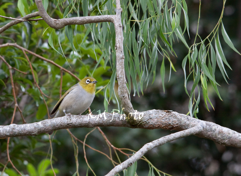 keren Mcsweeney Photography: Silver eye Bird