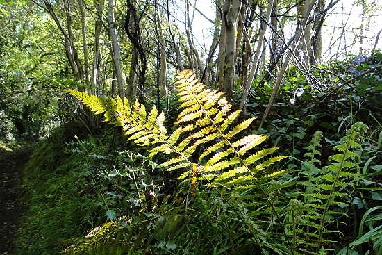 RAMBLES FROM MY CHAIR: A walk to the top of Pinhoe, Exeter.