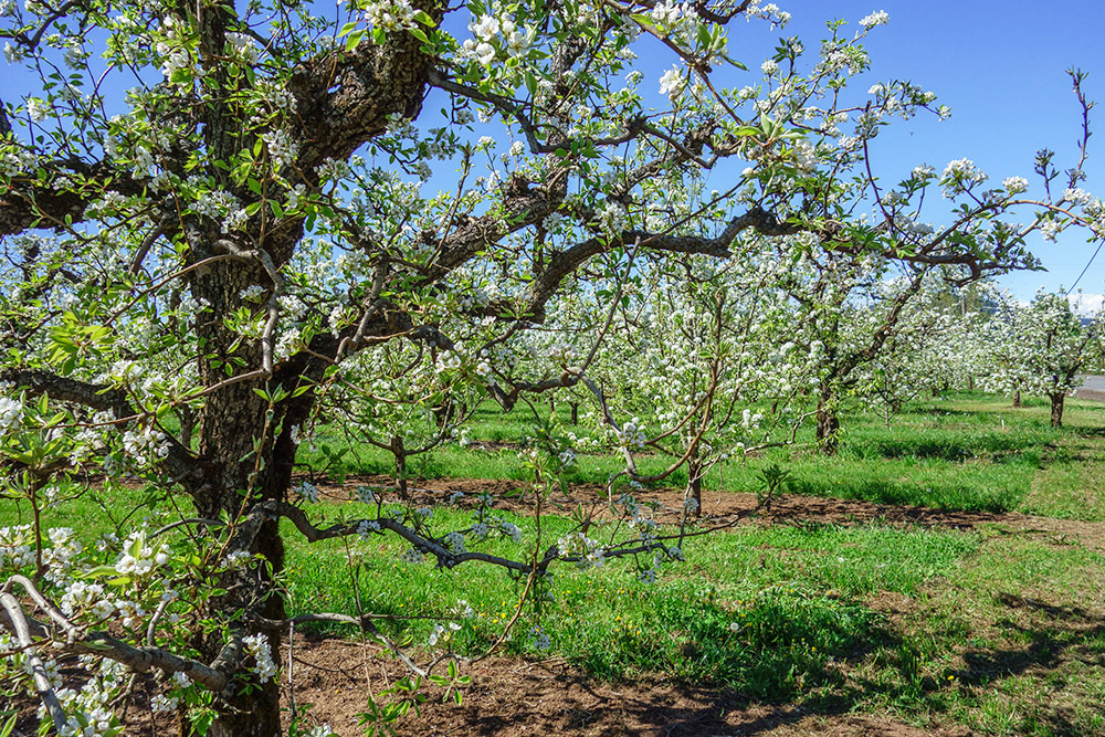 Merikay's Dream : Going out of our way to see the Fruit Loop Blooming ...