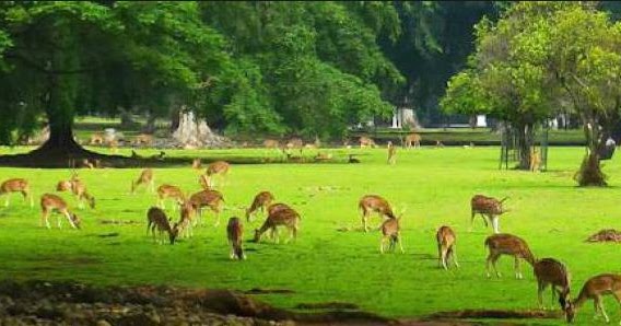 Pengertian Konservasi dan Macam-macam Contoh Konservasi serta Upaya ...