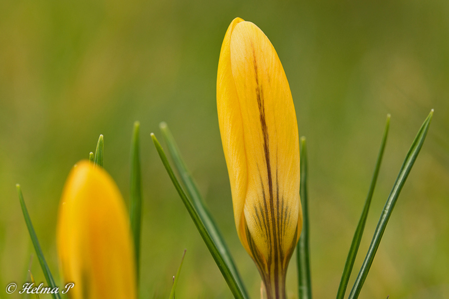 Helma's natuurfoto's: Beetje voorjaar..........