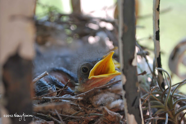 Wild About Texas: I'm Still Harassing the Mockingbirds