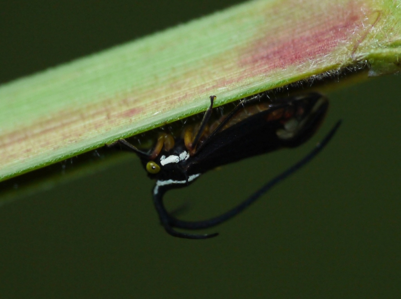 pixpeedia: The ugliest insects in the world