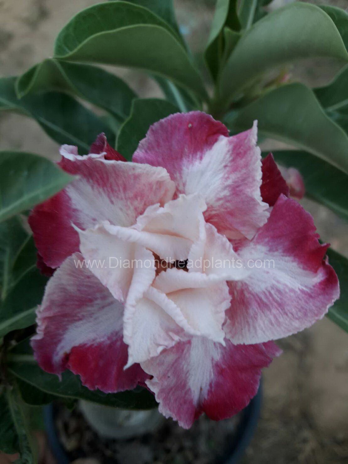 Adenium: New Adenium Catalog 2018-2019