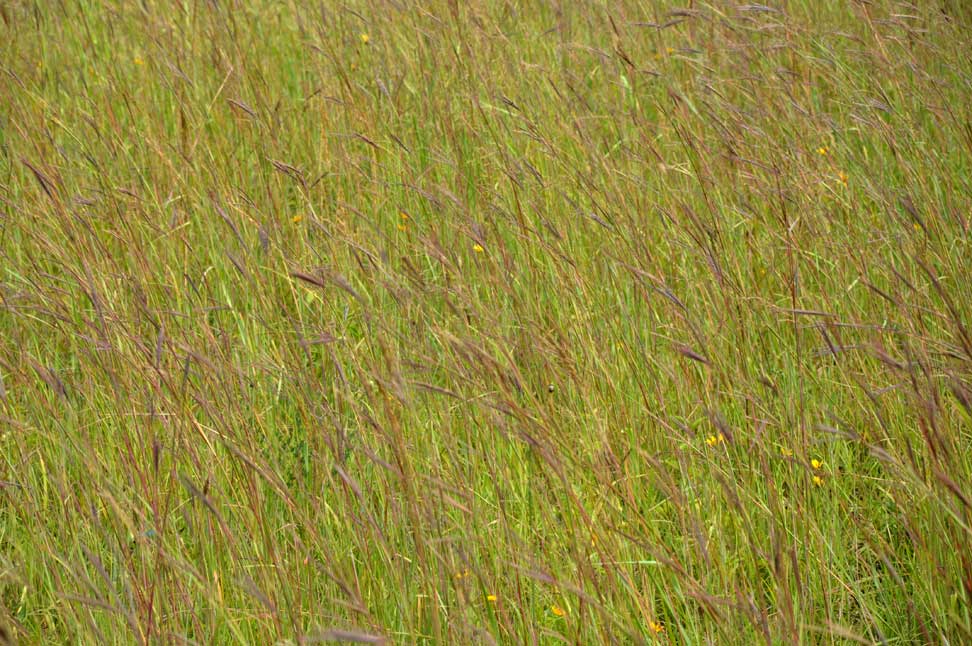 Taken For Granted: Three Prairie Grasses