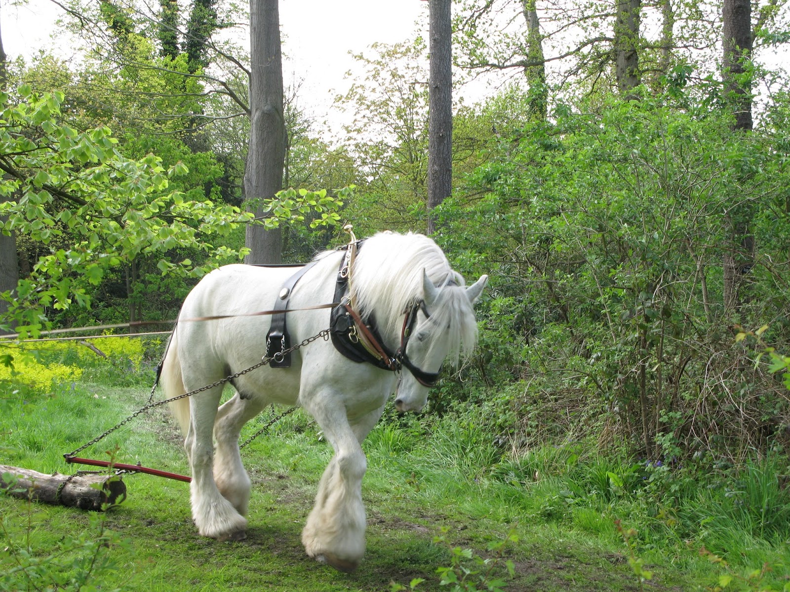 Horse Life and Love: Shire Horses