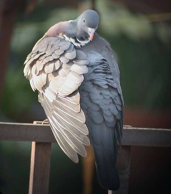 Mis amigas las palomas: Fotos paloma TORCAZ