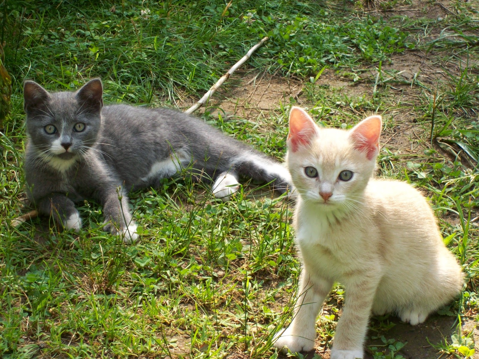 Misadventures of a Feral Cat Wrangler: May 2014