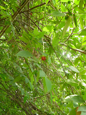 Aratiles - Occasions of JOY