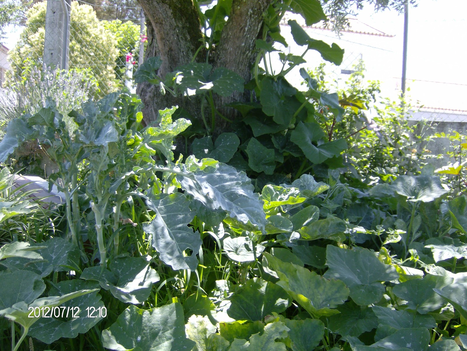 A HORTA DO JOÃO: Abóboras e mogangos