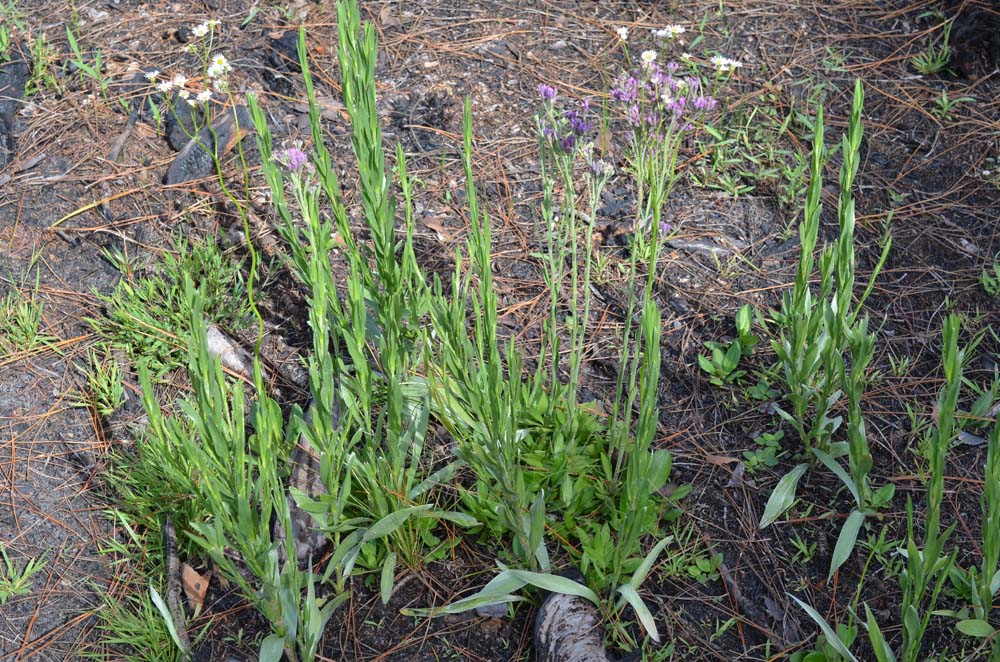 Space Coast Wildflowers: Tosohatchee Carphephorus and Celestial Lily ...