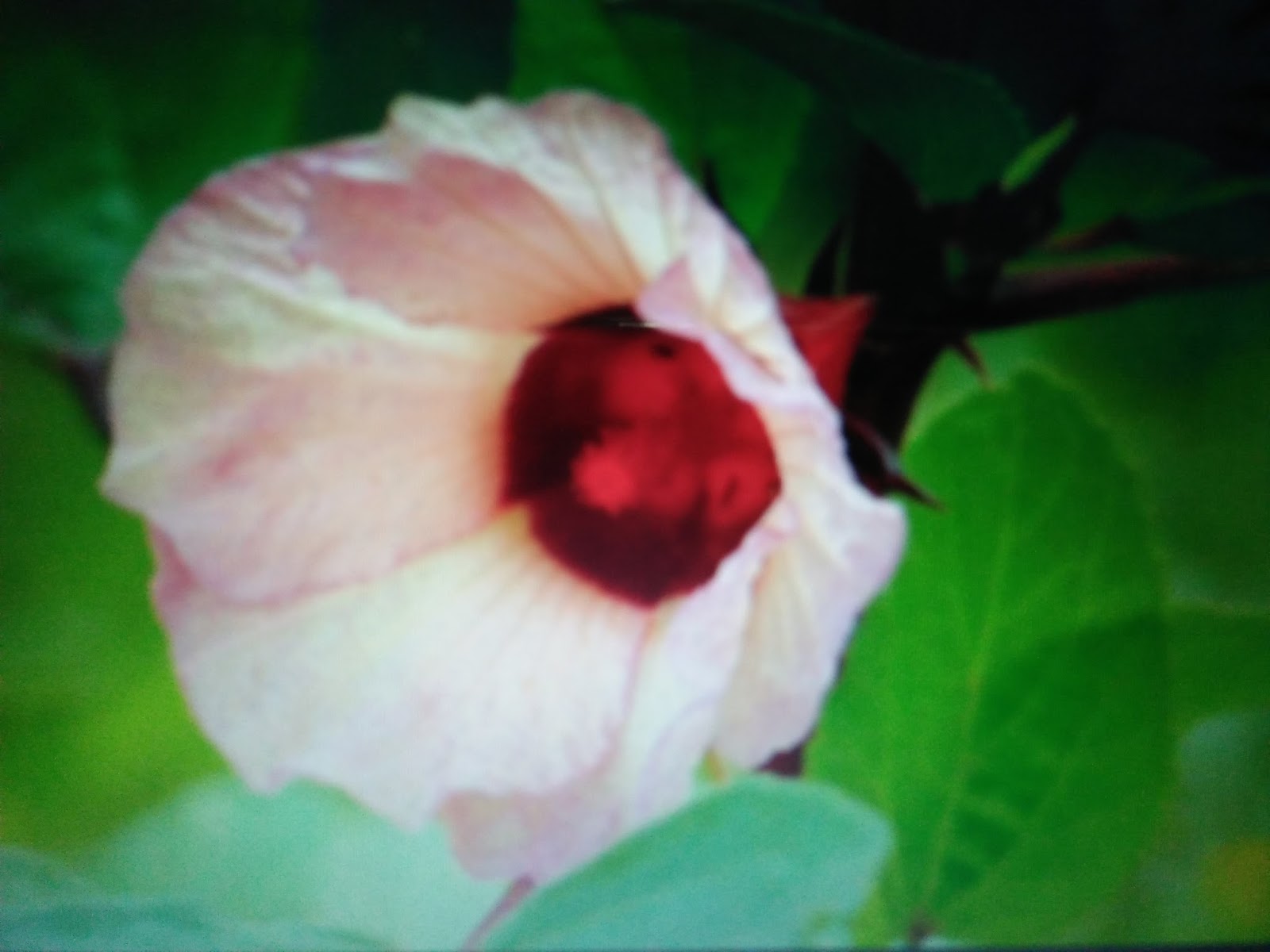 Fuziah Sulaiman blog: Jom kenali flora ROSEL di Laman 1A : Laman ROSEL ...