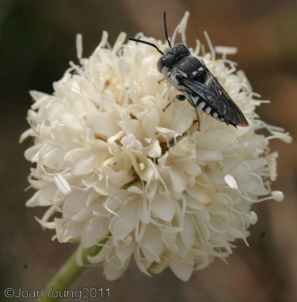 South African Photographs: Cuckoo bee - Coelioxys