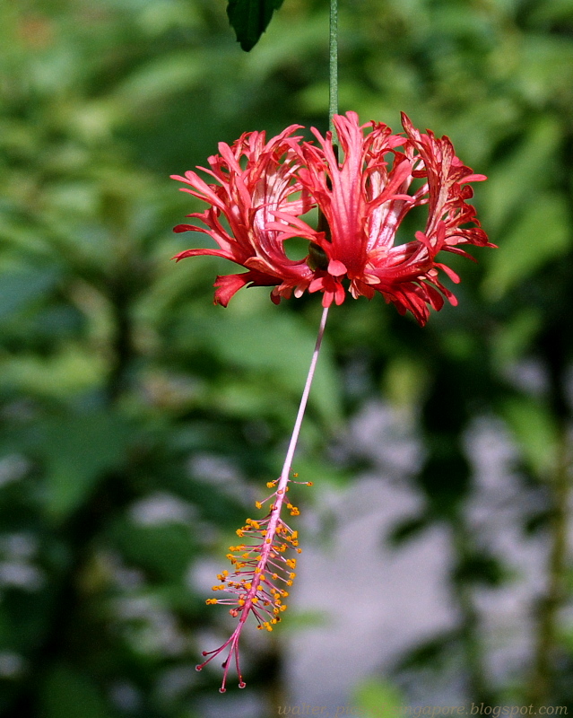 Flowers in Singapore, the "Garden City" - Photos: Japanese Lantern ...