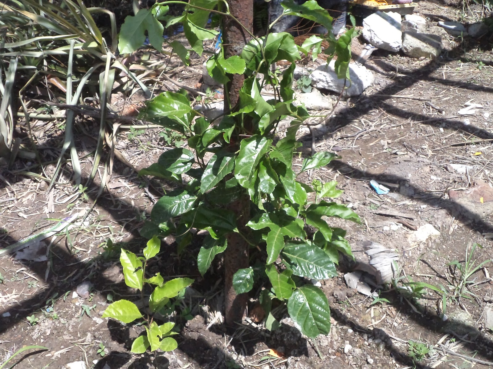 anaklaut: TANAMAN MARKISA DI HALAMAN RUMAH