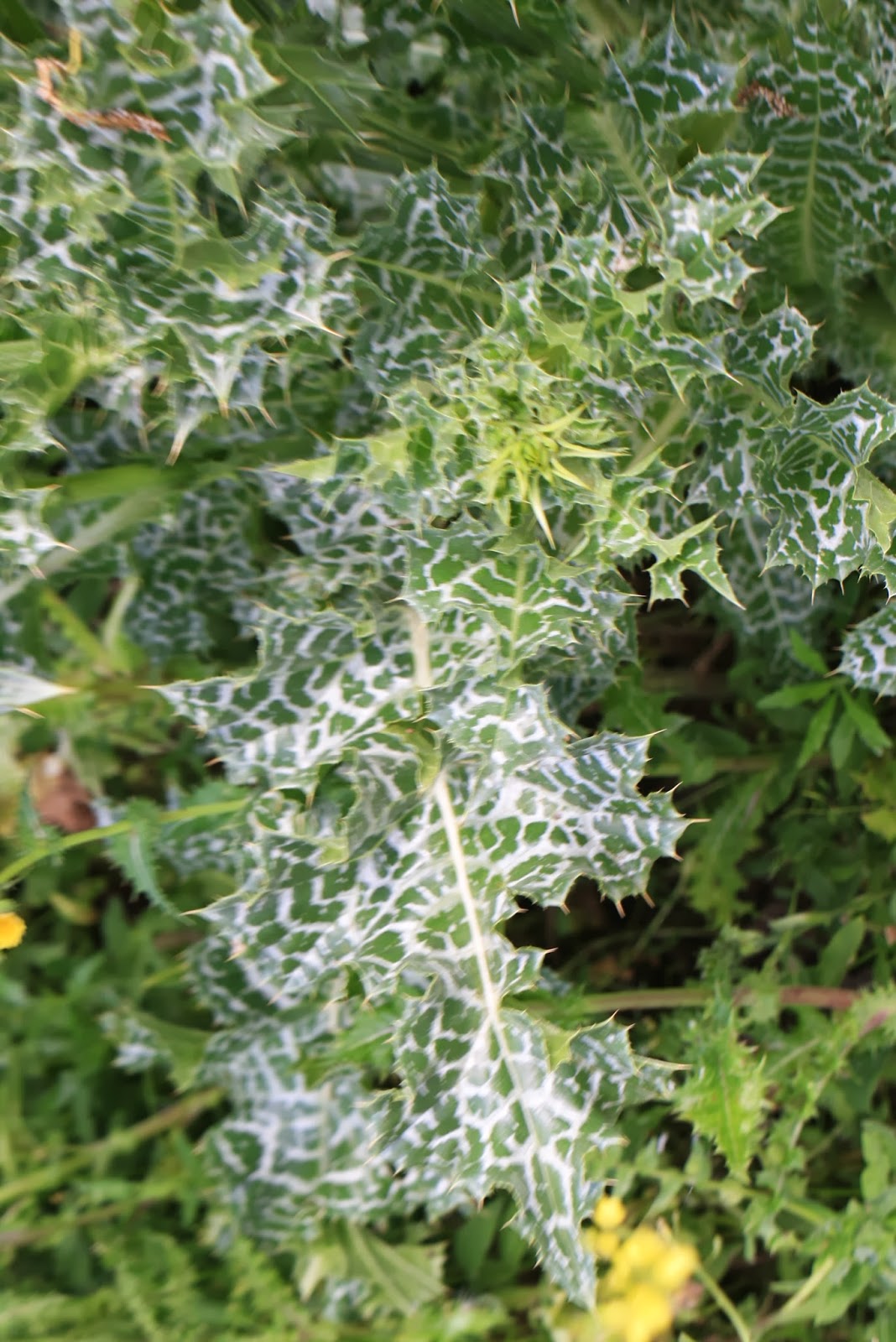 APRENDIENDO HORTICULTURA ECOLOGICA: Vegetación en el Municipio de Rivas