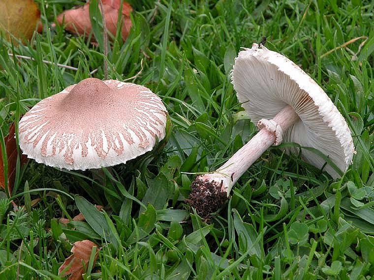 Buretele șerpesc cărămiziu (Lepiota helveola) | Ciupercomania, totul ...
