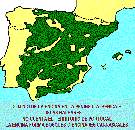 Encinas: origen e historia.: Árbol Nacional de España