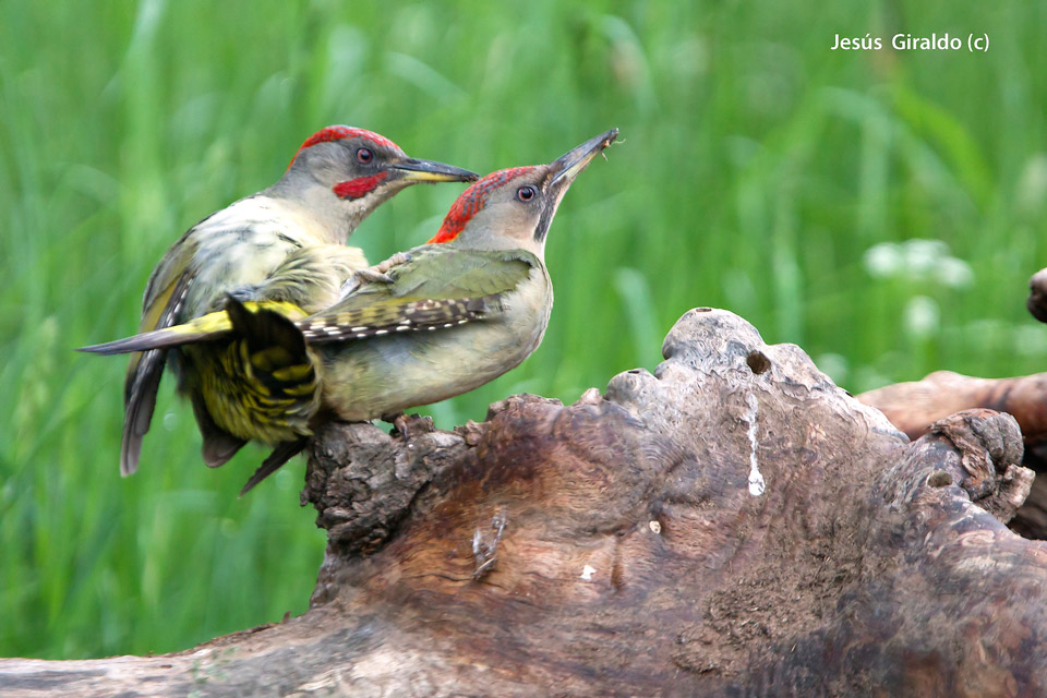 Jesús Giraldo Gutiérrez del Olmo. Visión natural: PITO REAL
