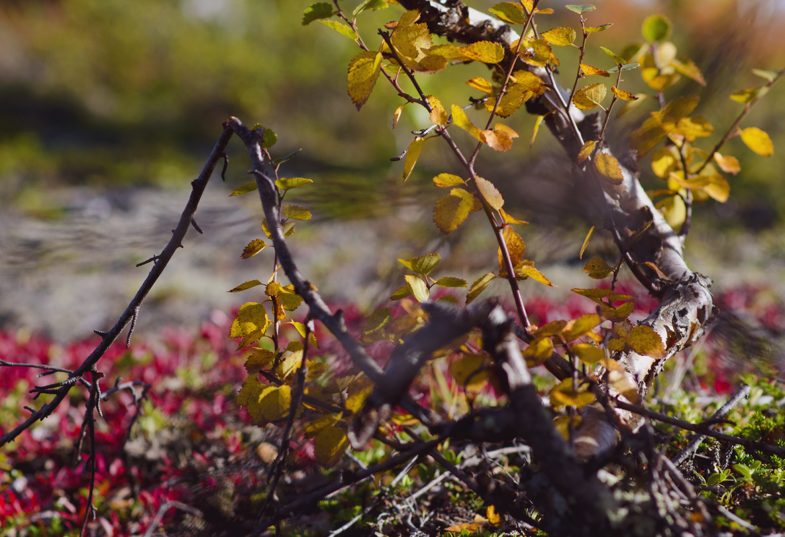 rohelisemrohi: Norra 2.0: Lofoodid (kuidas me jälle üle 3000 km maha ...