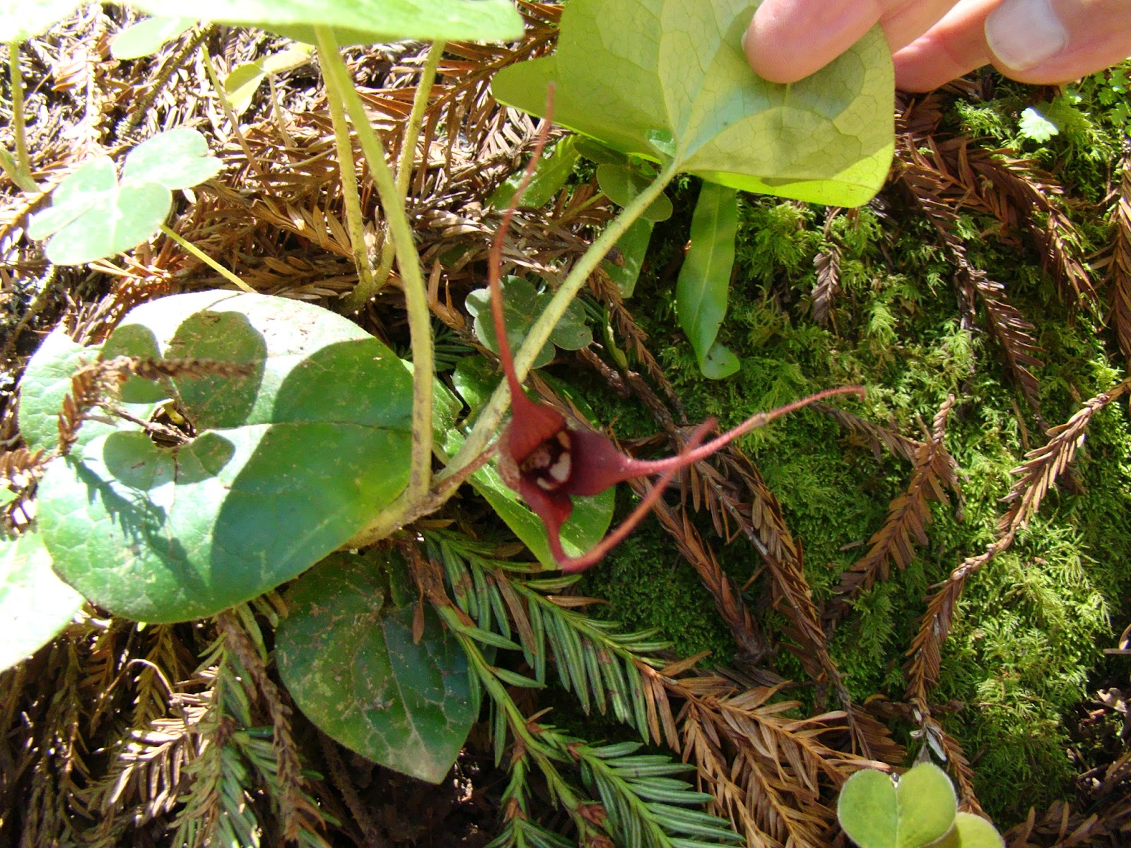 Leaves of Plants: Wild Ginger
