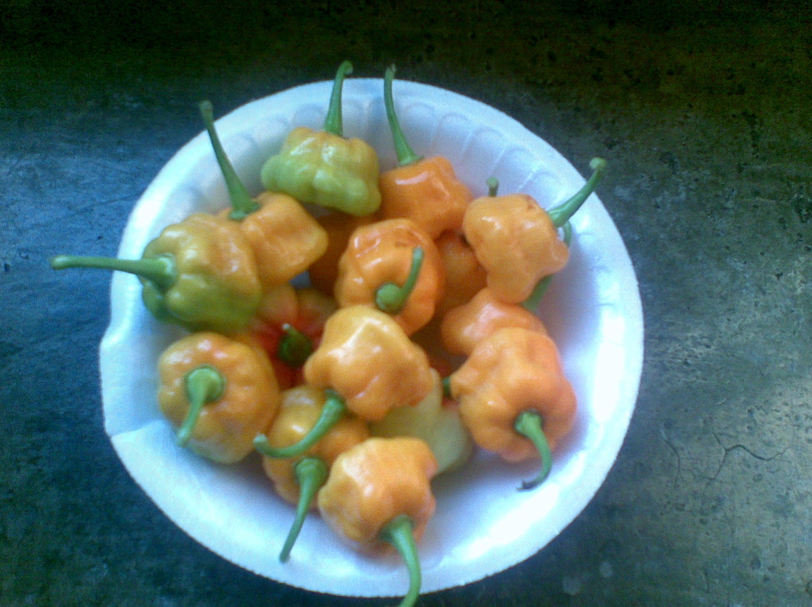 Sueños del Caribe: EL REY DE LOS CHILES: EL CHILE CABRO