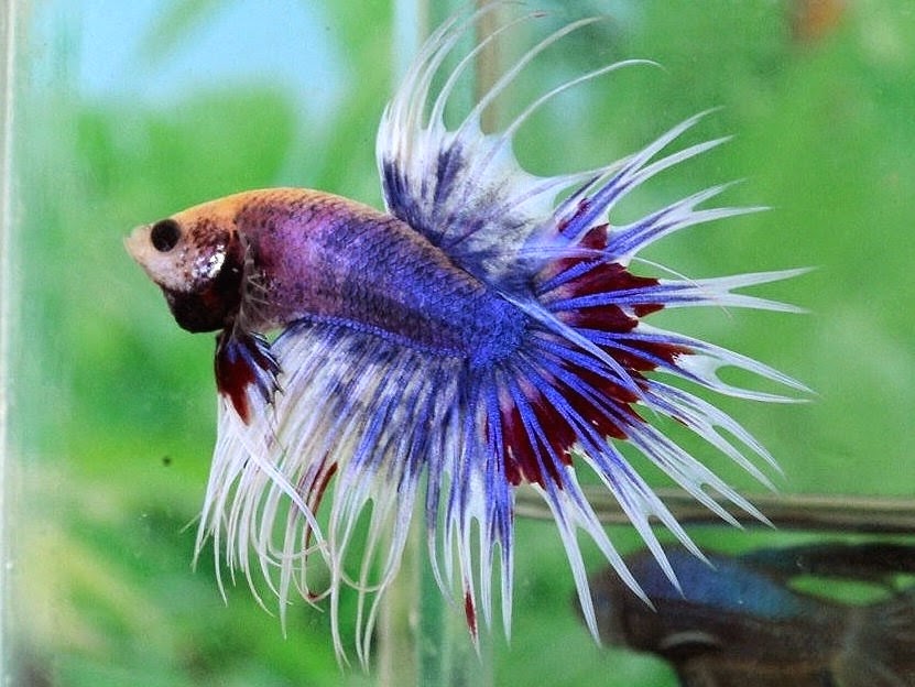 Tổng Quan Về Betta Đuôi Tưa - ĐỨC ANH BETTA