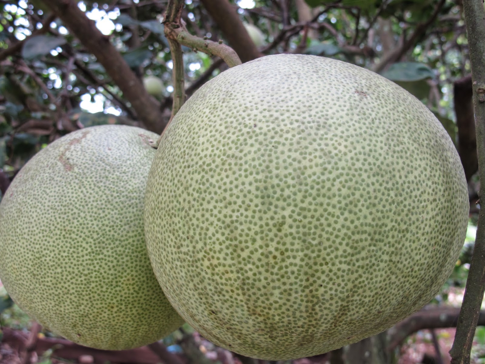 Preah Vihear Province - Local Fruit Kroch Tlong ក្រូចថ្លុង - Cam Oldies