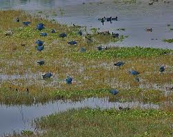 HINDU DHARAM SABHA: Main Tourist Places in Haryana