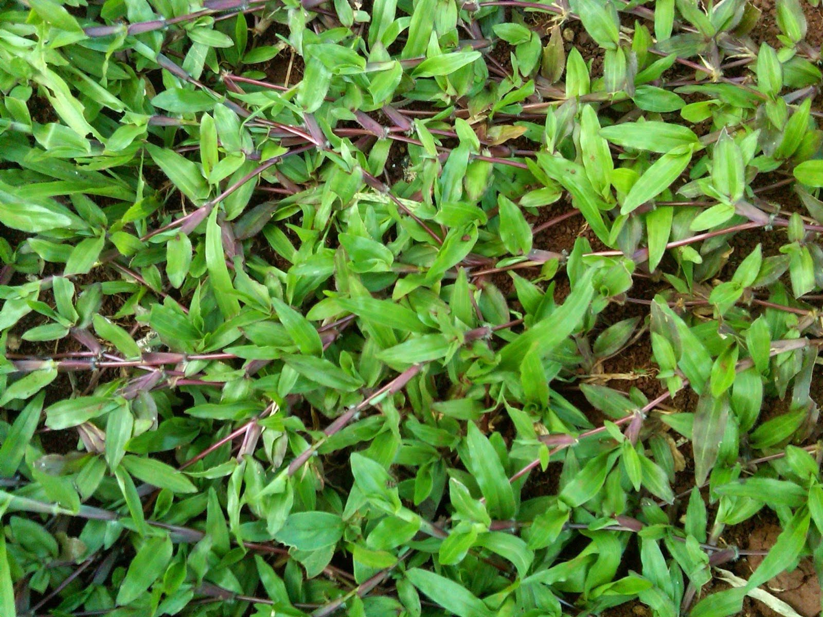 JUAL RUMPUT PAITAN | Rumput gajah biasa | JUAL TANAMAN HIAS MURAH ...