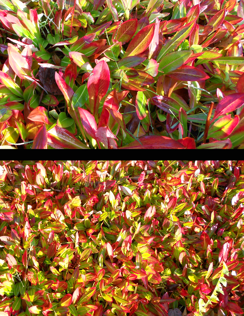 My Petal Press Garden Blog: Fall Color Ground Cover